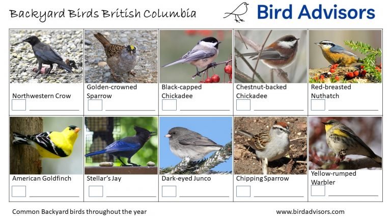 Top 31 Backyard Birds British Columbia (Free ID Chart)