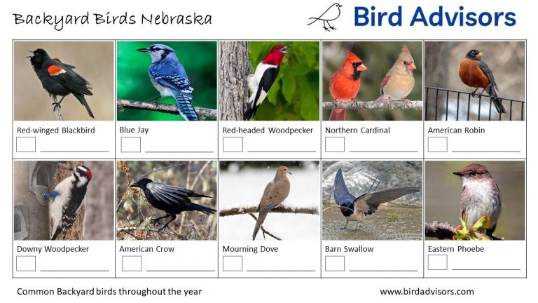 Top 33 Backyard Birds In Nebraska (Free ID Chart)
