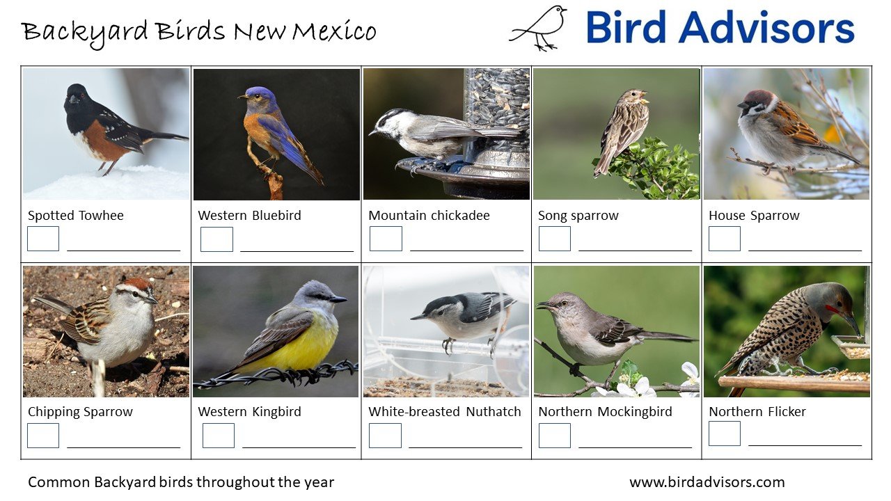 Top 33 Backyard Birds In New Mexico (Free ID Chart)