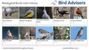 Top 33 Backyard Birds In New Mexico (Free ID Chart)