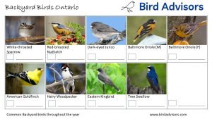 Top 31 Backyard Birds In Ontario (Free ID Chart)