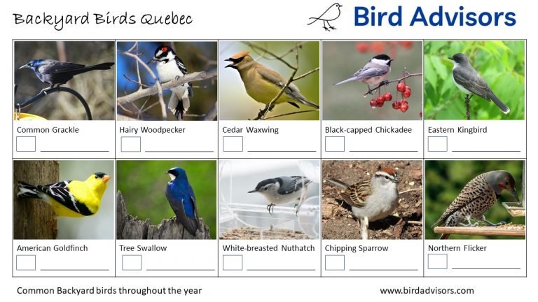 Top 31 Backyard Birds In Quebec (Free ID Chart)
