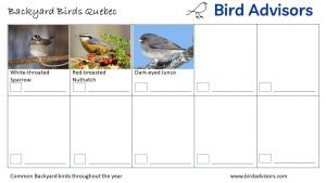 Top 31 Backyard Birds In Quebec (Free ID Chart)
