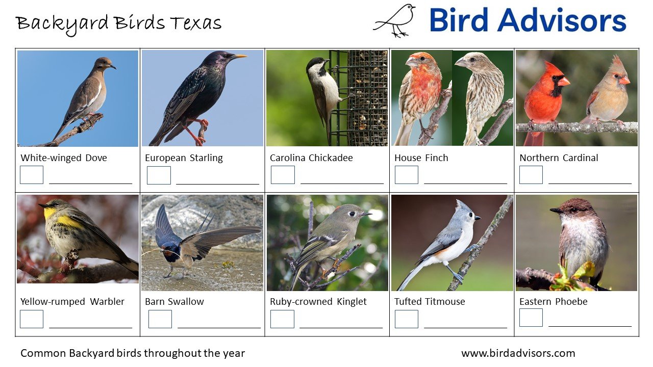 Top 32 Backyard Birds In Texas (Free ID Chart)