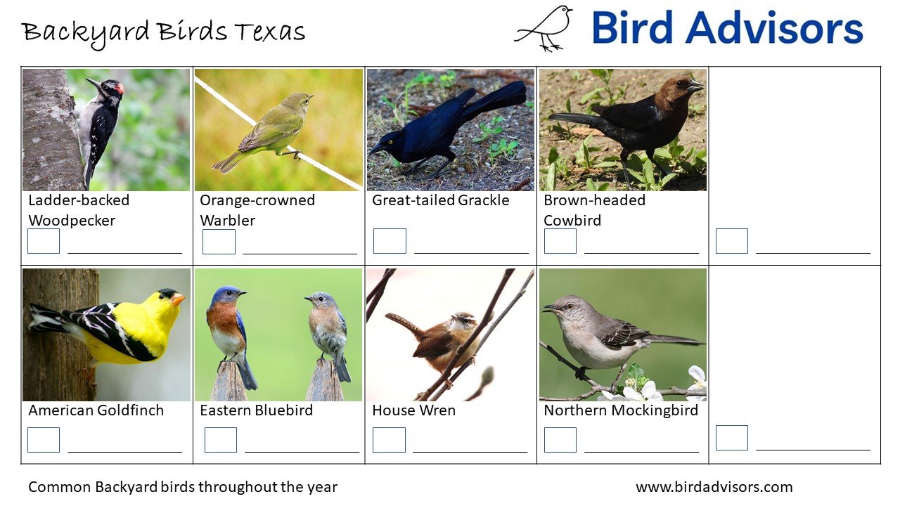 Top 32 Backyard Birds In Texas (Free ID Chart)