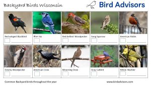 Top 33 Backyard Birds In Wisconsin (Free ID Chart)