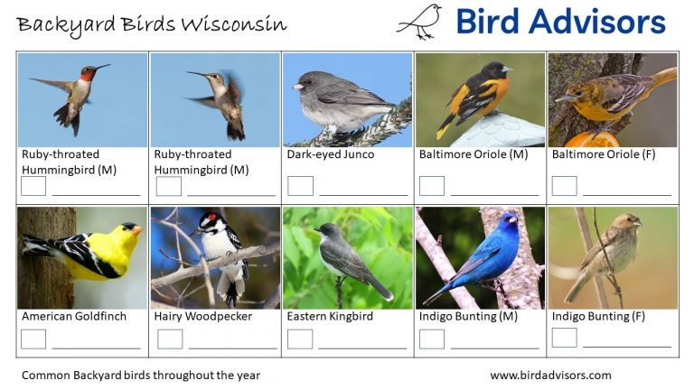 Top 33 Backyard Birds In Wisconsin (Free ID Chart)
