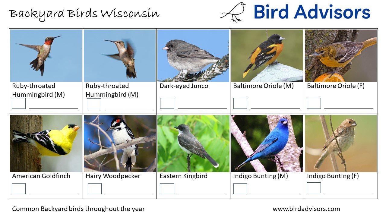 Top 33 Backyard Birds In Wisconsin (Free ID Chart)