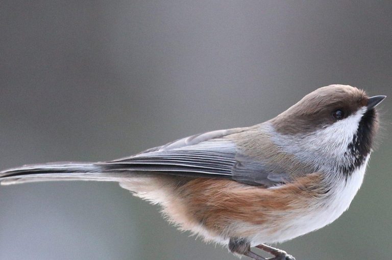5 Types Of Chickadees In Alaska (ID And Song Guide)