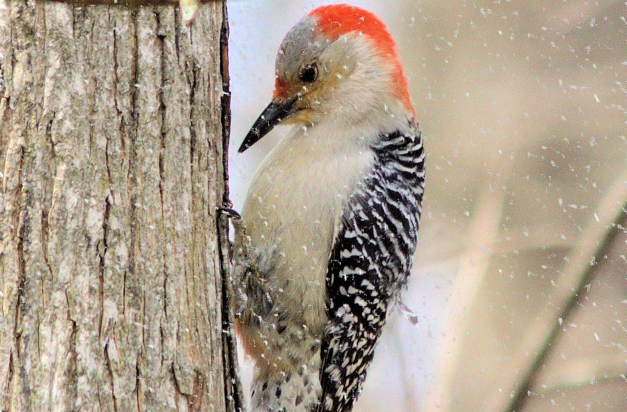 Everything You Need to Know About Woodpeckers in Indiana - Bird Advisors