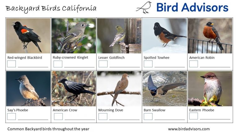 Top 33 Backyard Birds In California (Free ID Chart)
