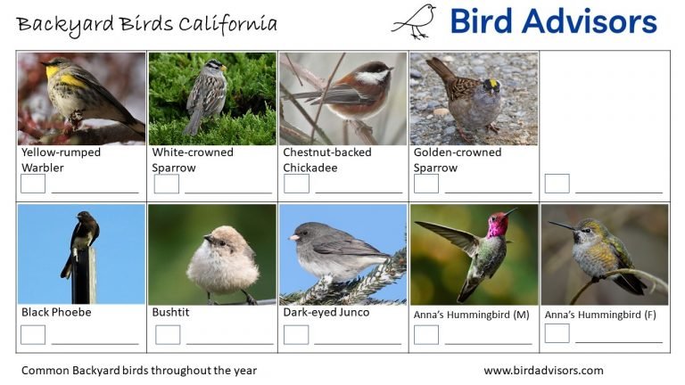 Top 33 Backyard Birds In California (Free ID Chart)