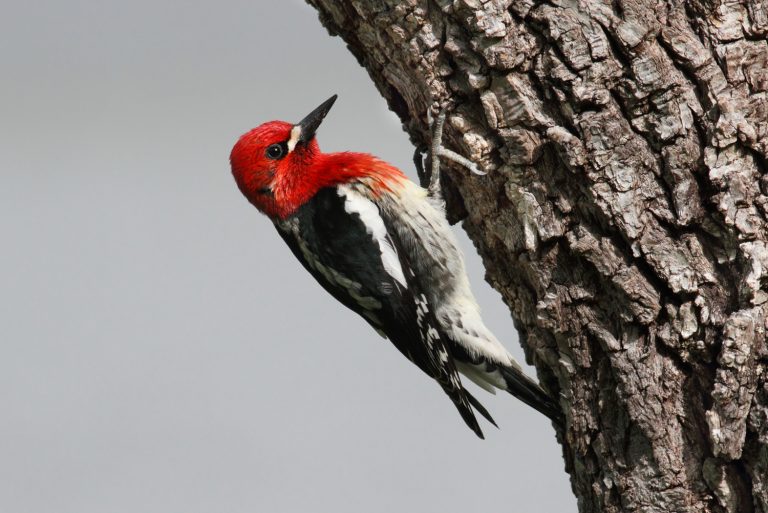 Woodpeckers In California – Picture And ID Guide