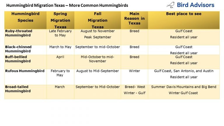 Hummingbird Migration in Texas - All Species - Bird Advisors