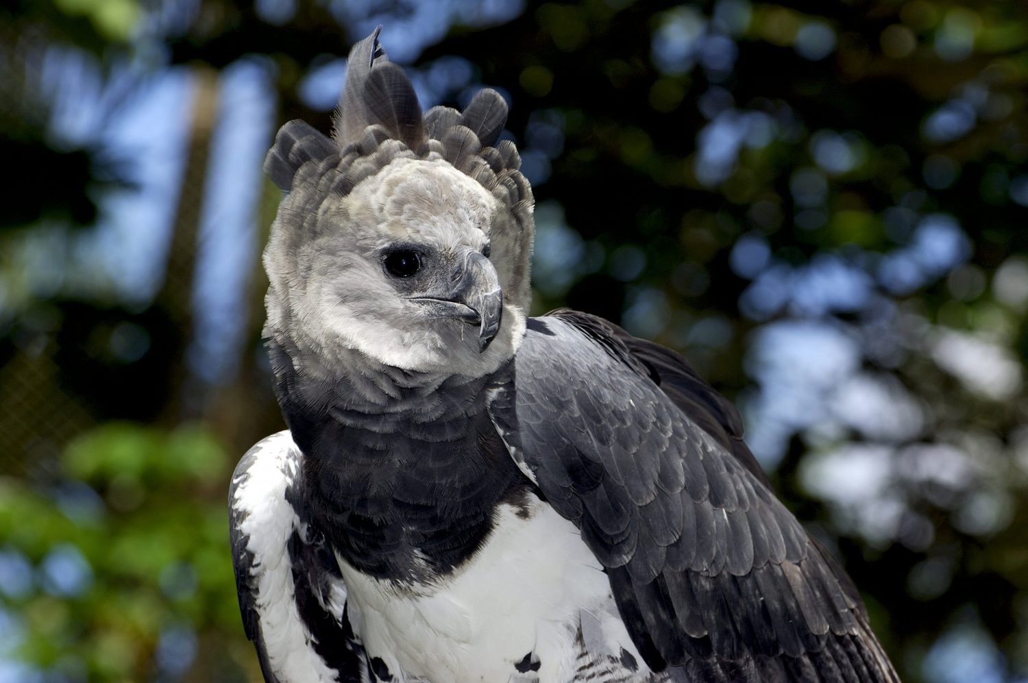 Harpy Eagle - Sloth Eater - Bird Advisors