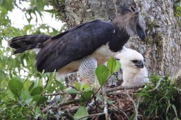 Harpy Eagle - Sloth Eater - Bird Advisors