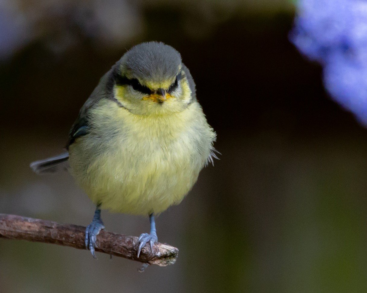 Cute Baby Birds - Too Cute To Miss - Bird Advisors