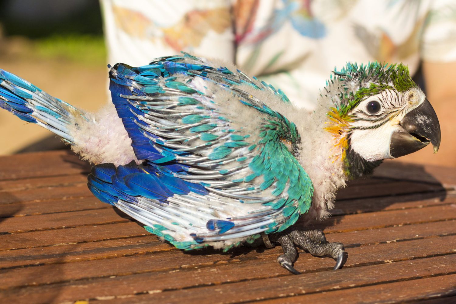 Cute Baby Birds - Too Cute To Miss - Bird Advisors