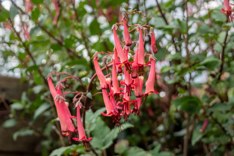 43 Red Flowers That Hummingbirds Love (For All Growing Conditions)