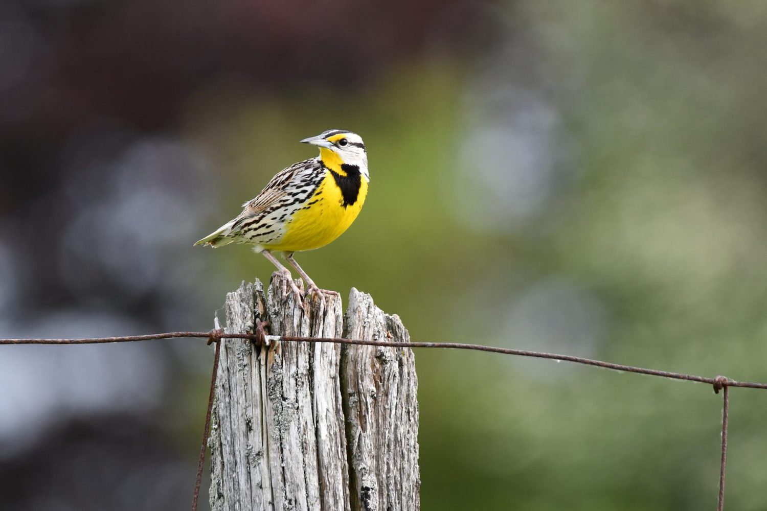 33 Yellow Birds In North Carolina (ID And Song Guide) - Bird Advisors