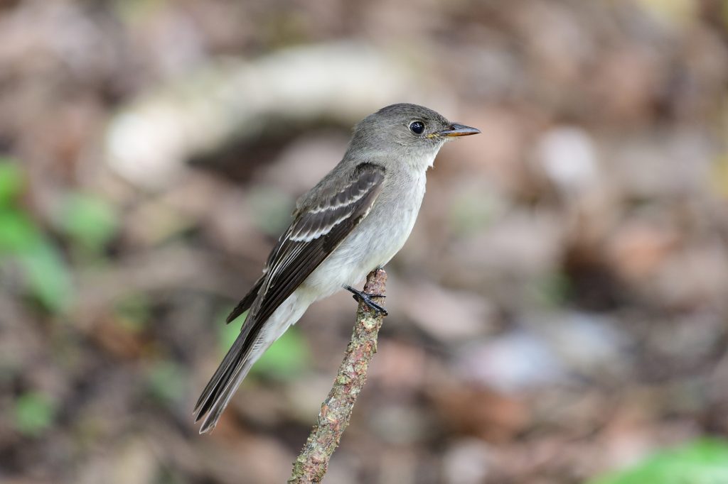 What Birds Are Common In North Carolina at Sarah Lee blog