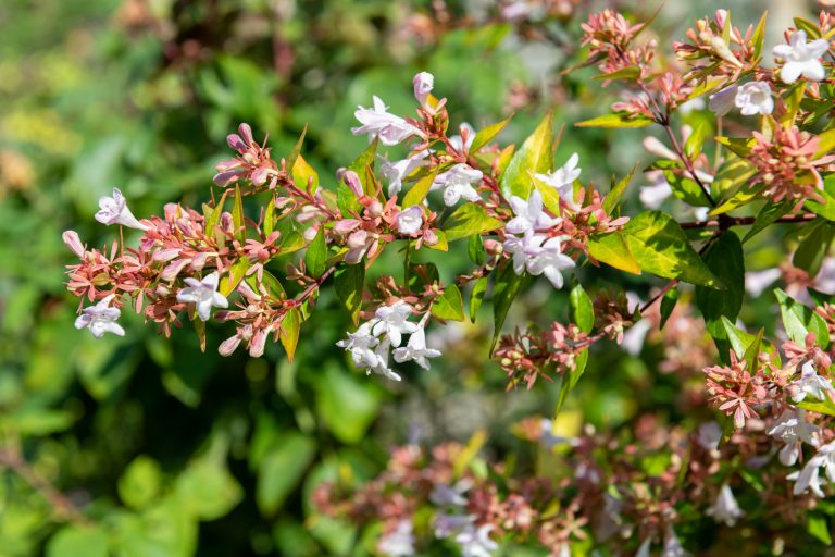 9 Gorgeous Flowering Shrubs To Attract Hummingbirds