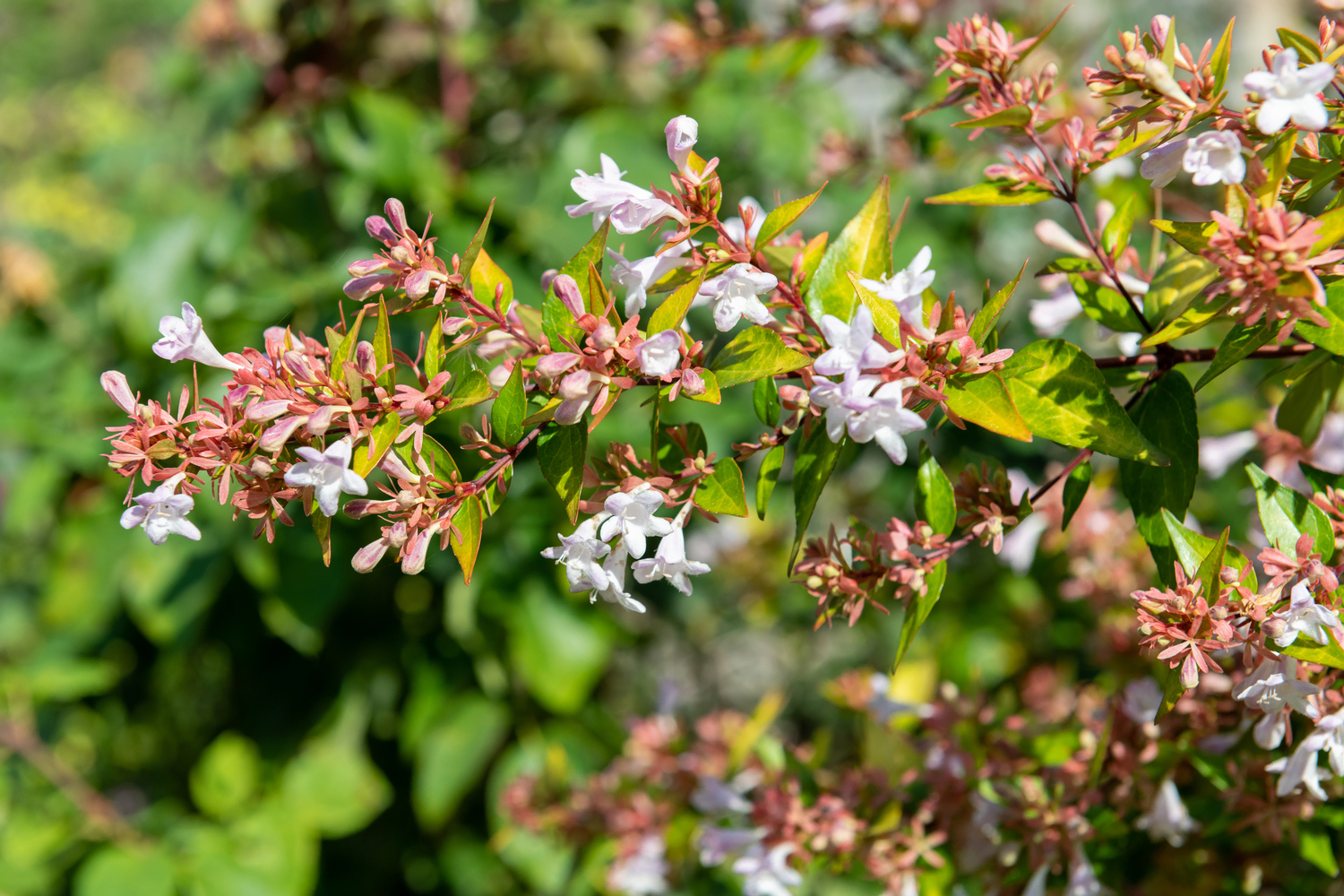 9 Gorgeous Flowering Shrubs To Attract Hummingbirds