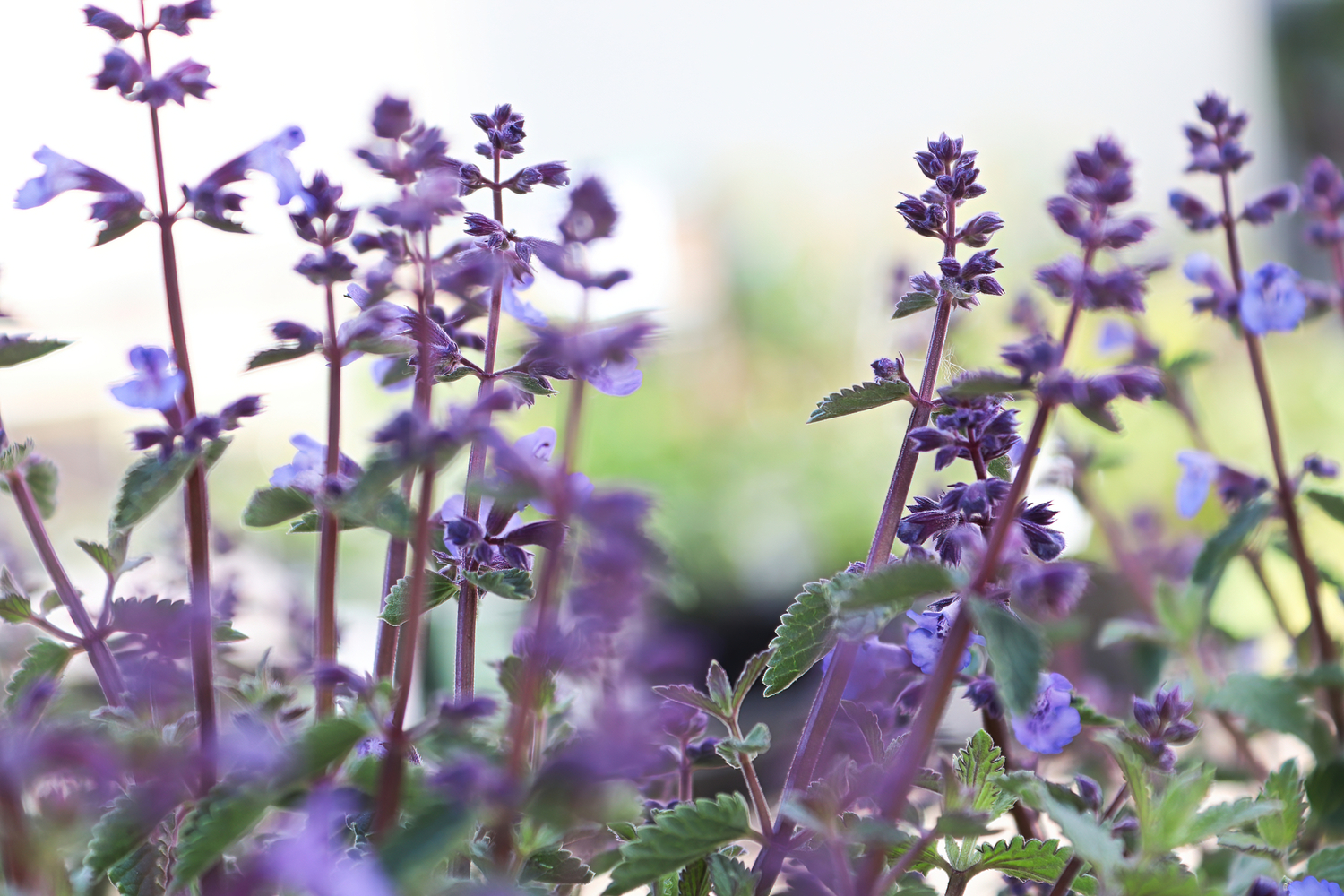 54 Perennials To Attract Hummingbirds