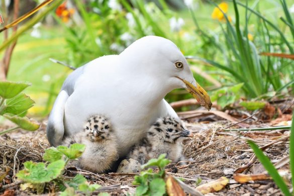 Seagull Migration (Why And How)