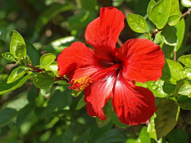 43 Red Flowers That Hummingbirds Love (For All Growing Conditions)