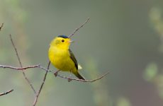 18 Species of Blackbirds in Kansas – Picture and ID Guide - Bird Advisors