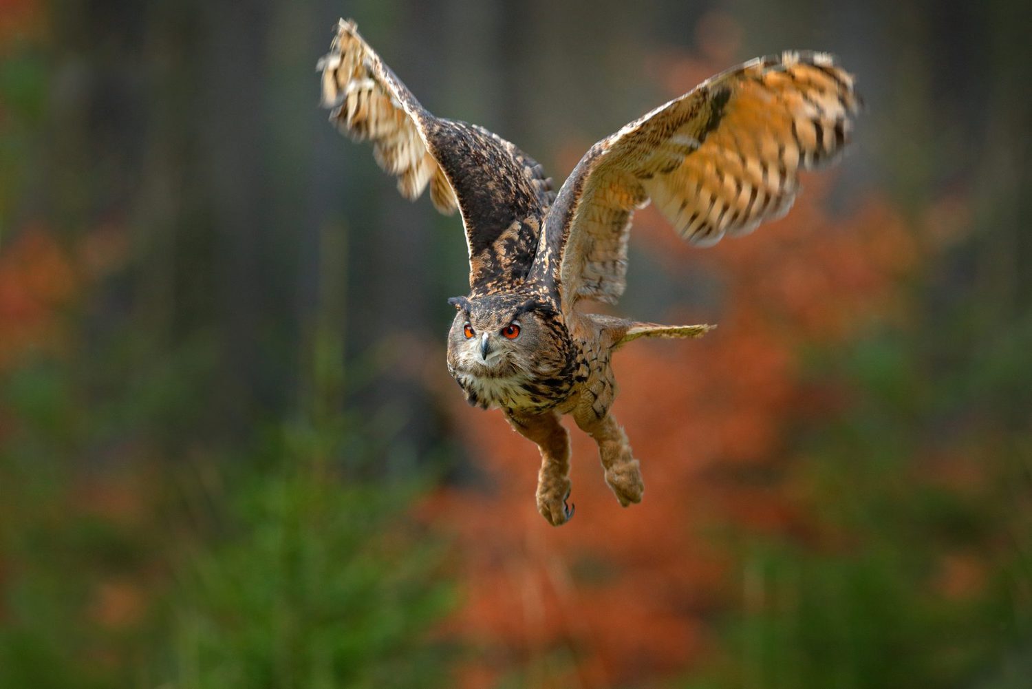 Lots of Hilarious Pictures of Owl Legs For You to Enjoy - Bird Advisors