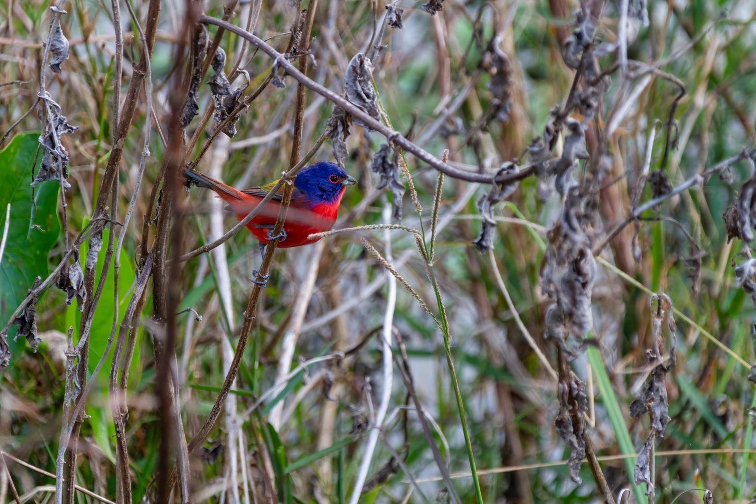 10 Red Birds in Missouri – Picture and ID Guide - Bird Advisors