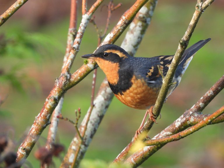 25 Birds With Orange Breasts Picture And ID Guide Bird Advisors