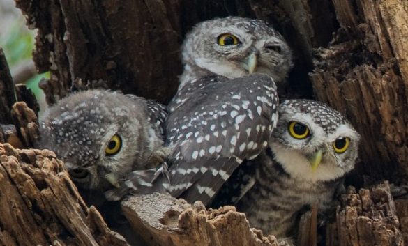 A Baby Owl Sleeping Face Down Is Unbelievable - Bird Advisors