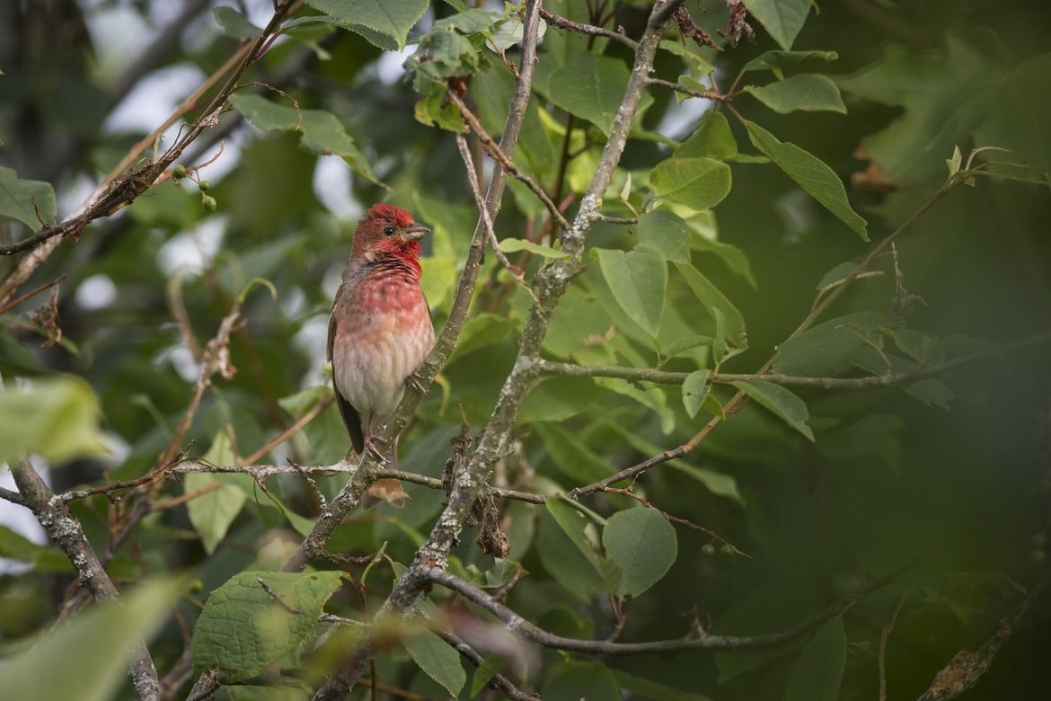 9 Red Birds In Alaska – Picture And ID Guide