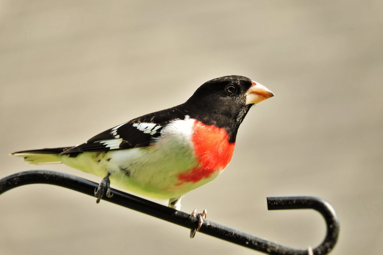Rose-breasted Grosbeak Rose-breasted Grosbeak