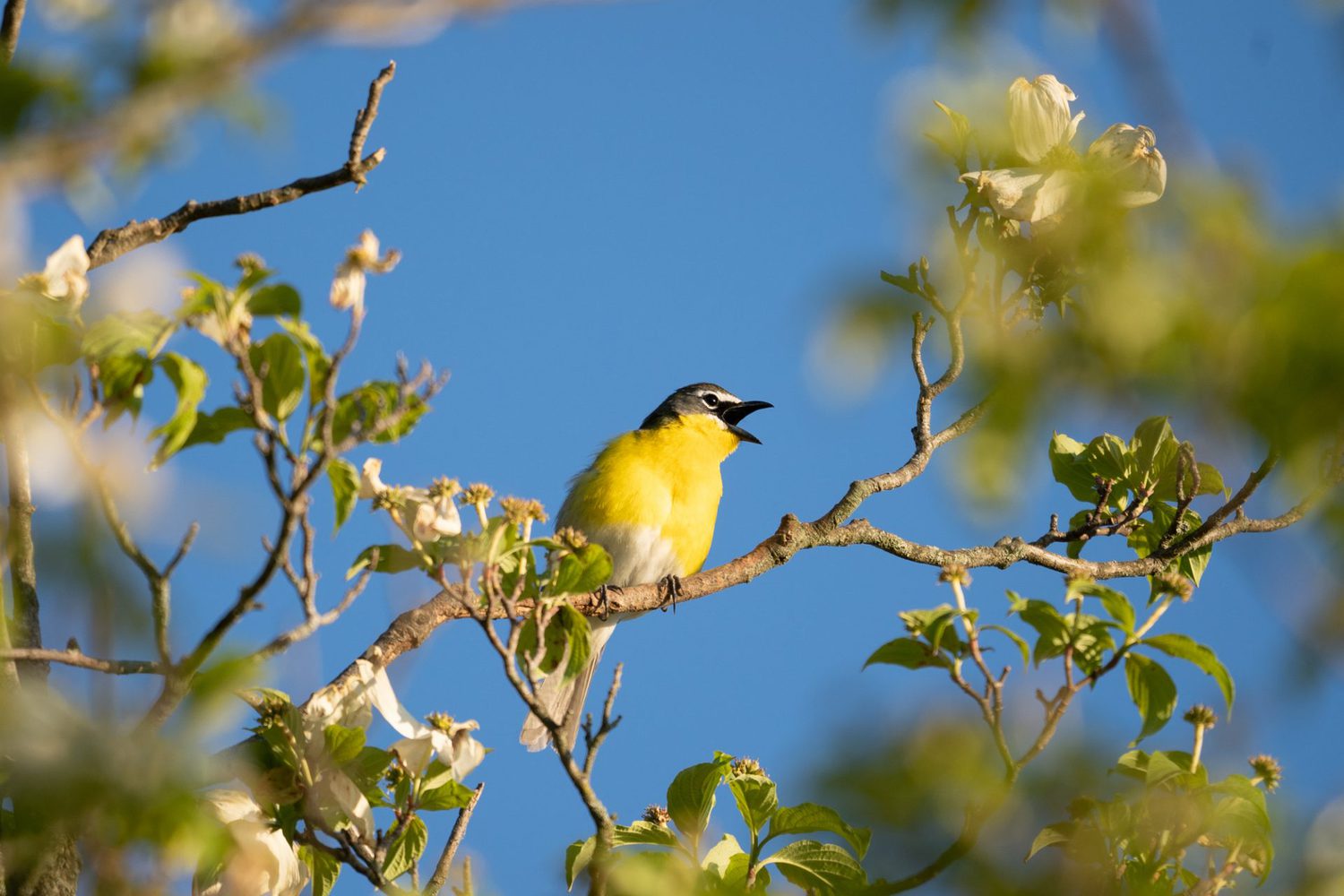 Warblers in California (ID and Song Guide) - Bird Advisors