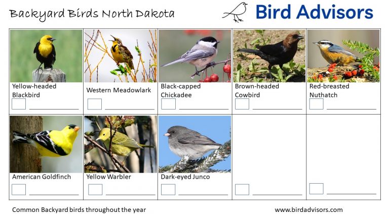 Top 30 Backyard Birds In North Dakota (Free ID Charts)