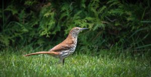 35 Brown Birds In Ohio (ID Guide, Pictures)