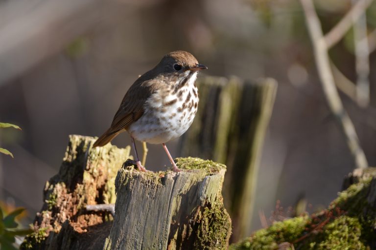 38 Brown Birds In Michigan (ID Guide, Pictures)