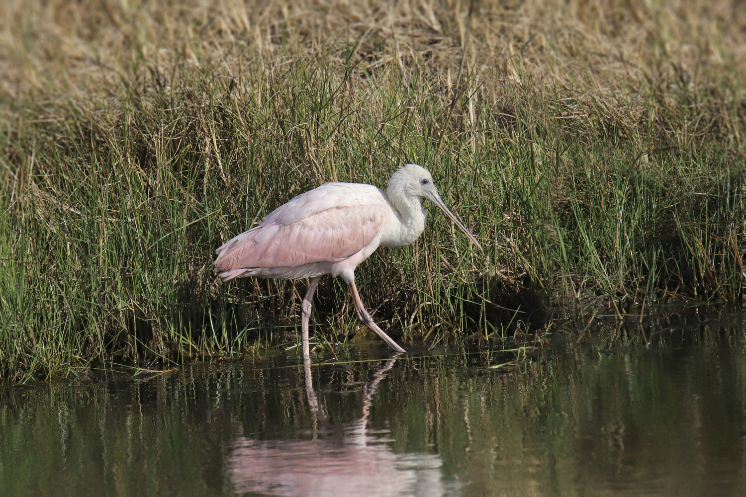 Roseate Spoonbill