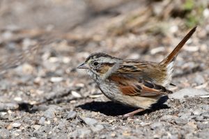 23 Species of Sparrows in Oregon (ID and Song Guide) - Bird Advisors