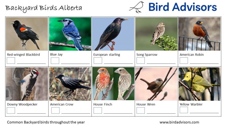 Top 31 Backyard Birds In Alberta (Free ID Charts)