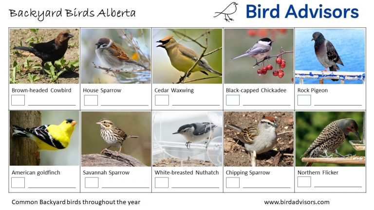 Top 31 Backyard Birds In Alberta (Free ID Charts)