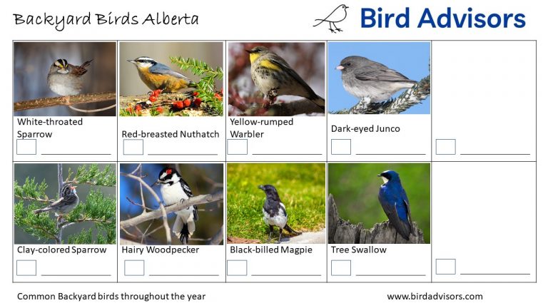 Top 31 Backyard Birds In Alberta (Free ID Charts)