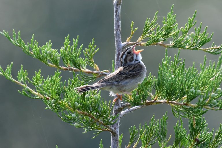 22 Species of Sparrows in Illinois (ID and Sound Guide) - Bird Advisors