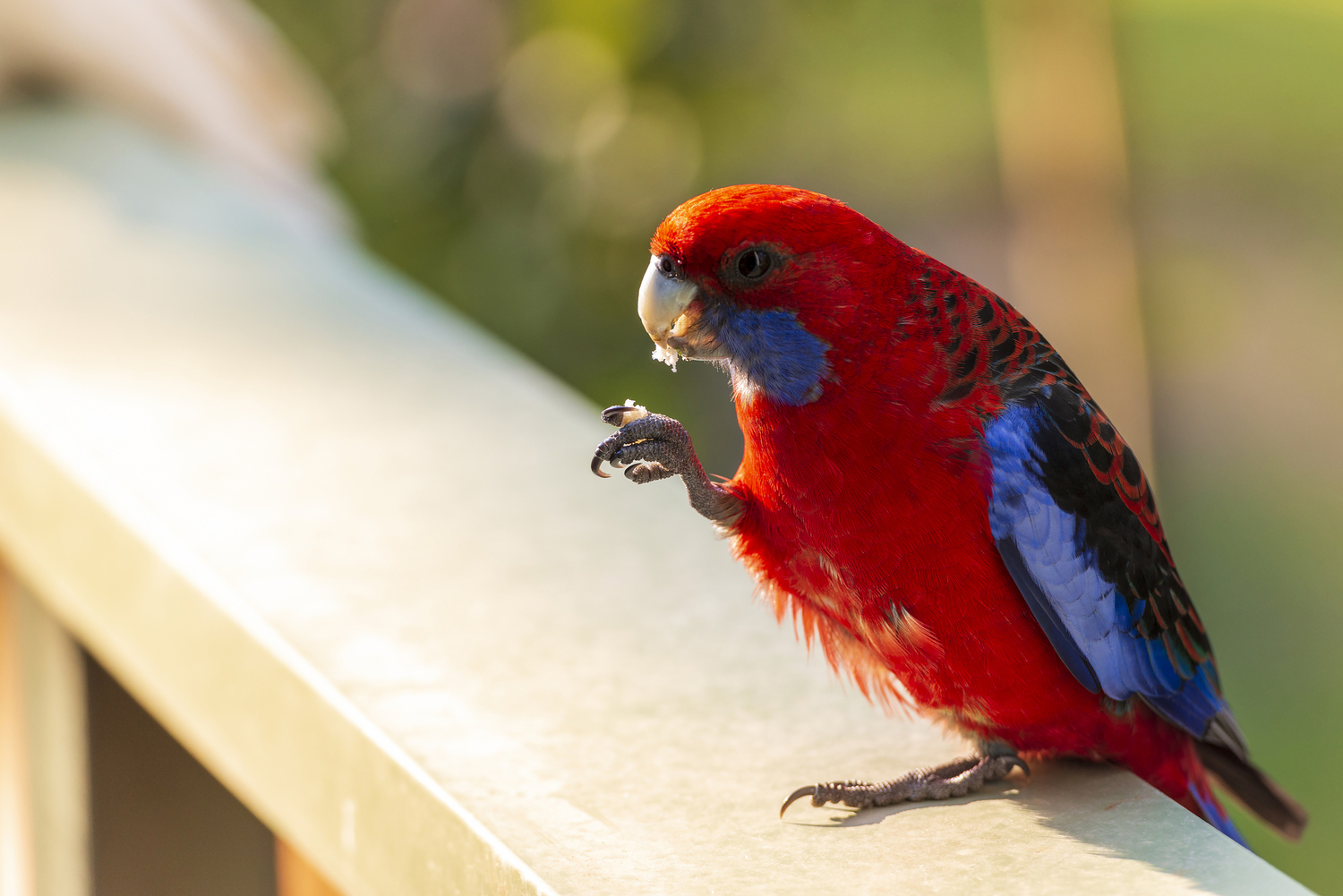 227 Red Bird Names With Meanings