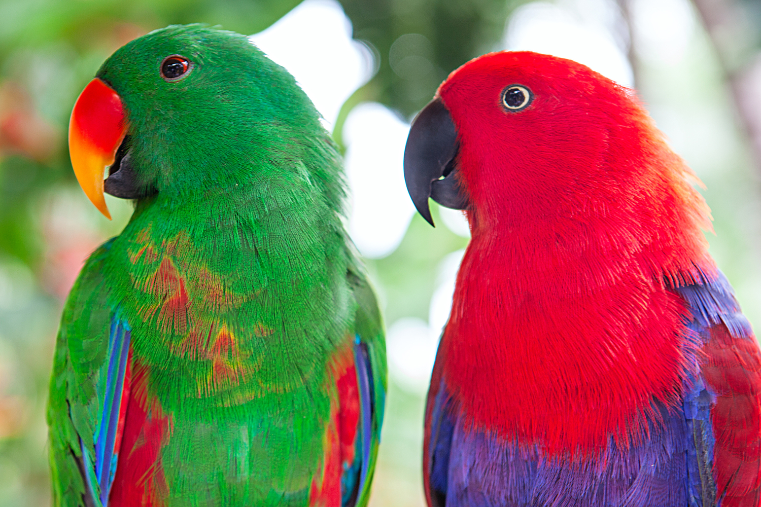 227 Red Bird Names With Meanings