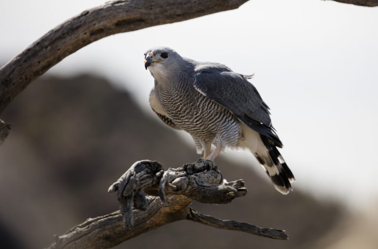15 Hawks In Arizona– Picture And ID Guide
